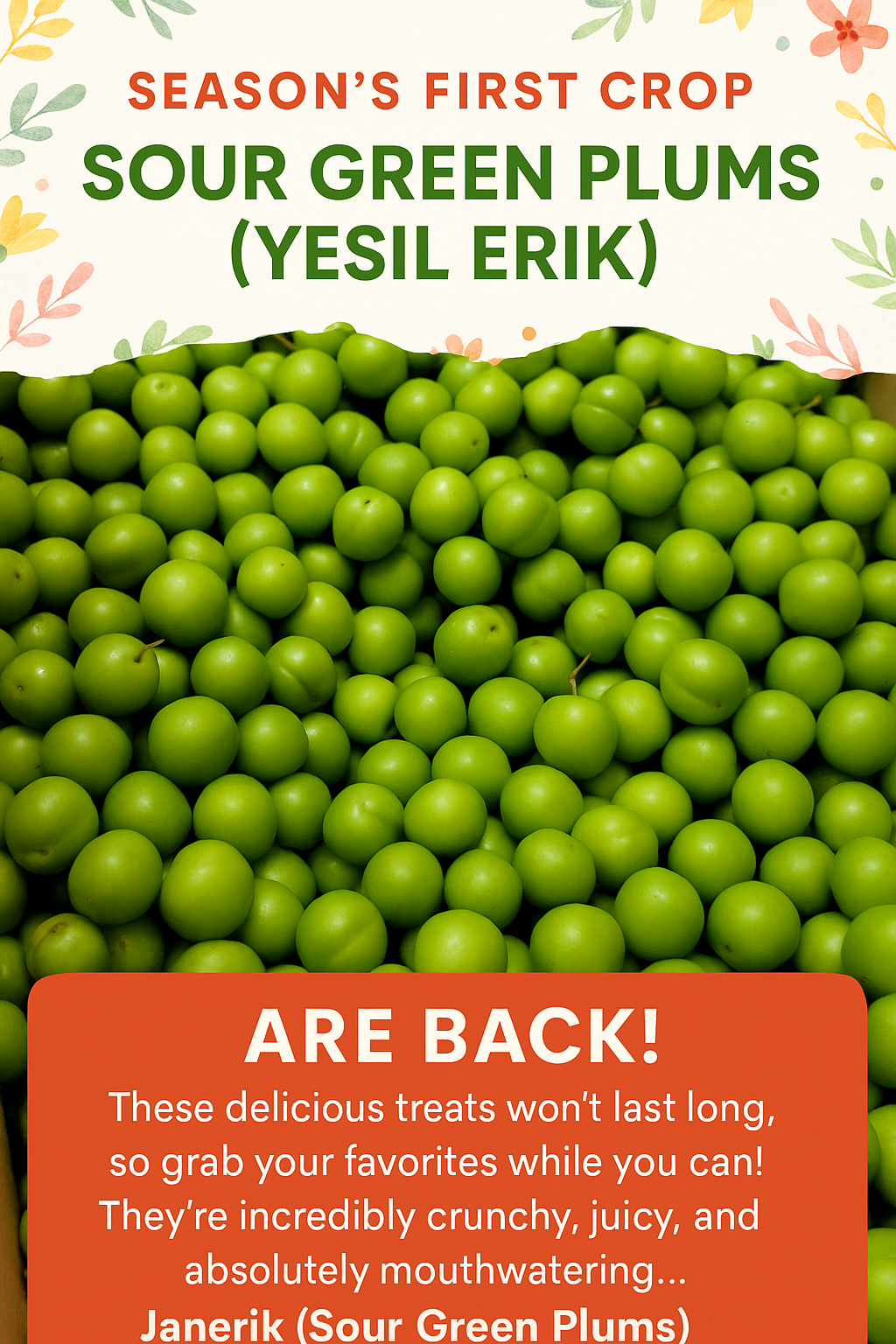 CALIFORNIA Green Plums 1lb (FINAL SALE) Green Sour Plum Yesil erik eksi ...